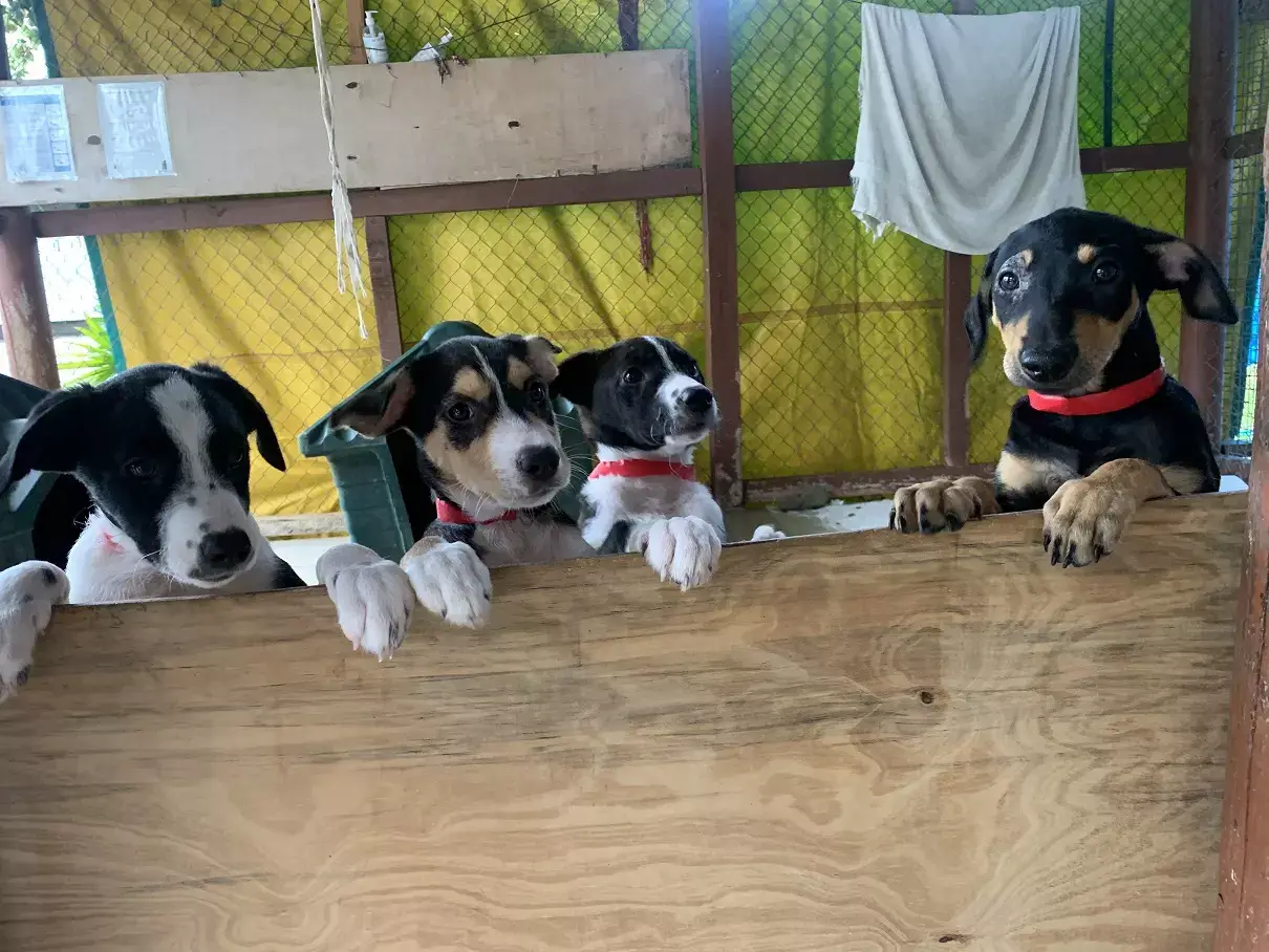 Fiji Animals Review - Volunteer Overseas with IVI